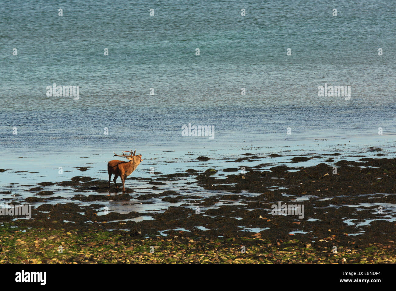 red deer (Cervus elaphus), roaring stag on the beach, United Kingdom ...