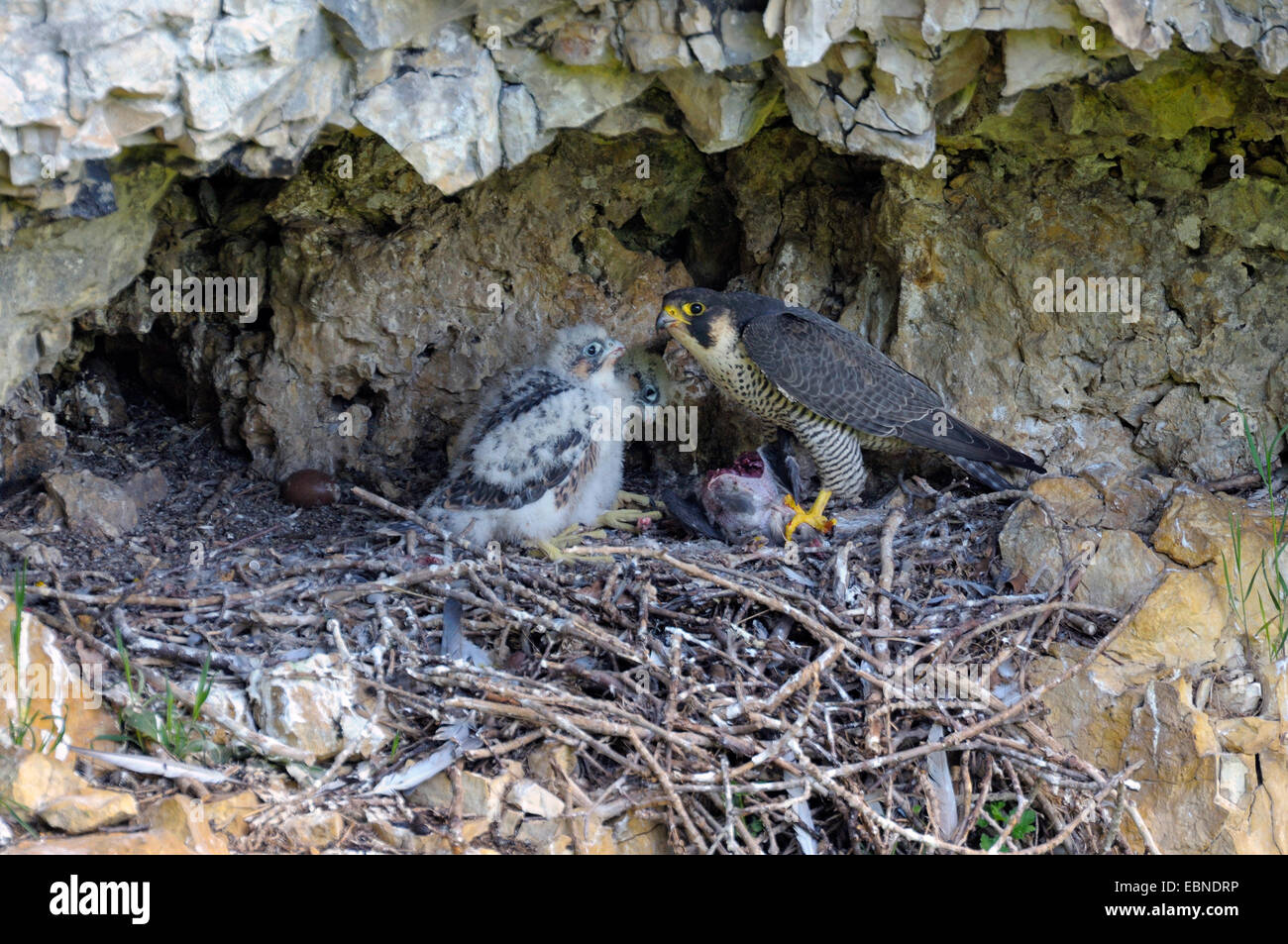 peregrine falcon (Falco peregrinus), female with prey at the nest with ...