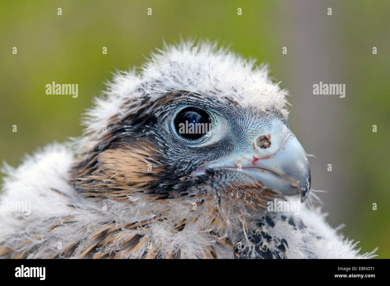 A young peregrine falcon hi-res stock photography and images - Alamy
