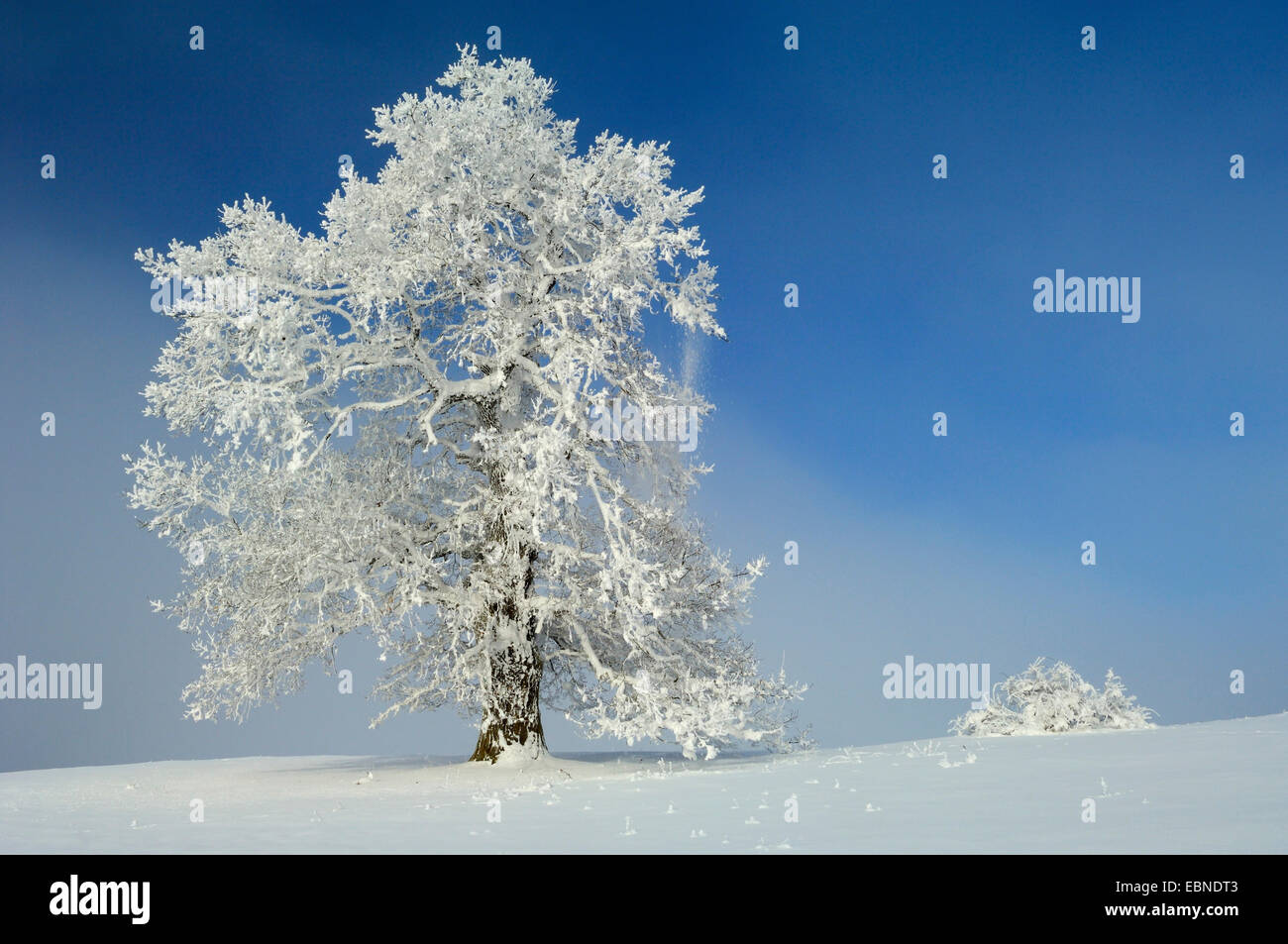 English oak tree in winter hi-res stock photography and images - Alamy