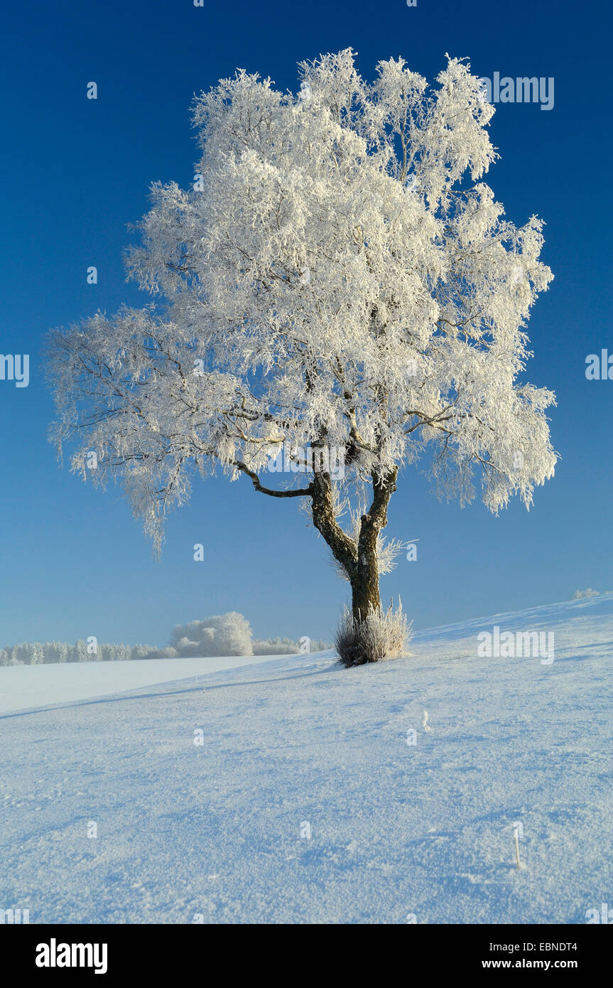 common birch, silver birch, European white birch, white birch (Betula ...