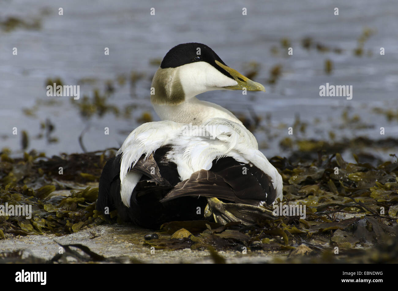Common eider (Somateria mollissima), male preening in seaweed, United Kingdom, England ...