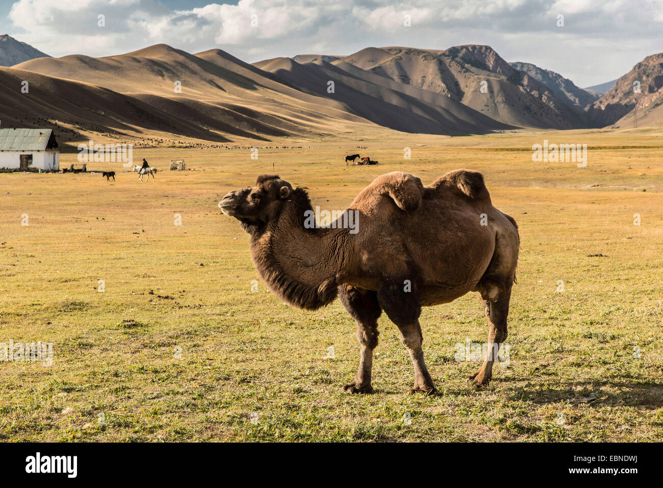 Bactrian camel, two-humped camel (Camelus bactrianus), standing in ...