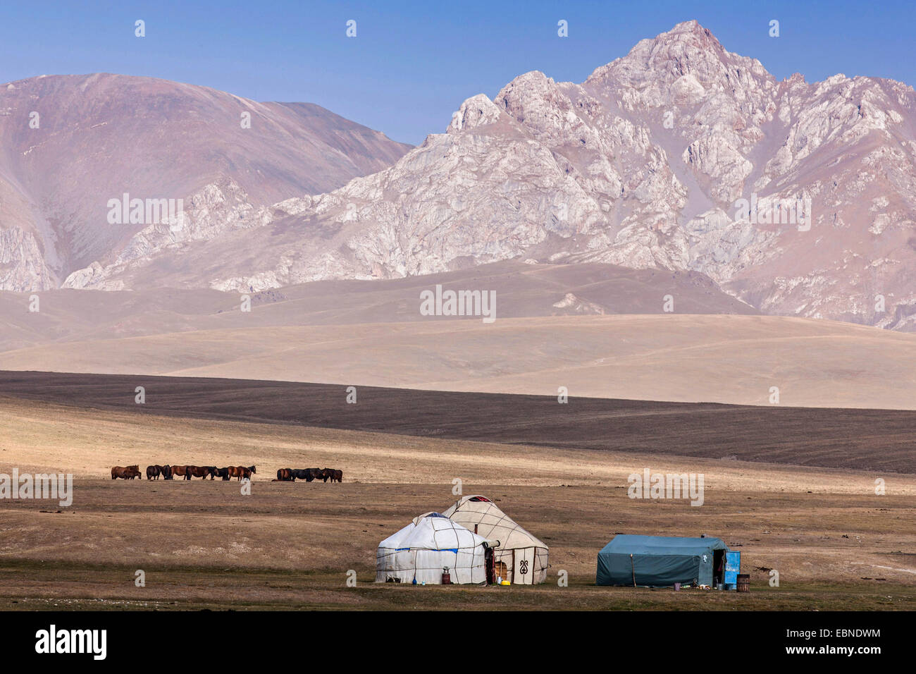 yurts and horses in steppe, mountain range in background, Kyrgyzstan ...