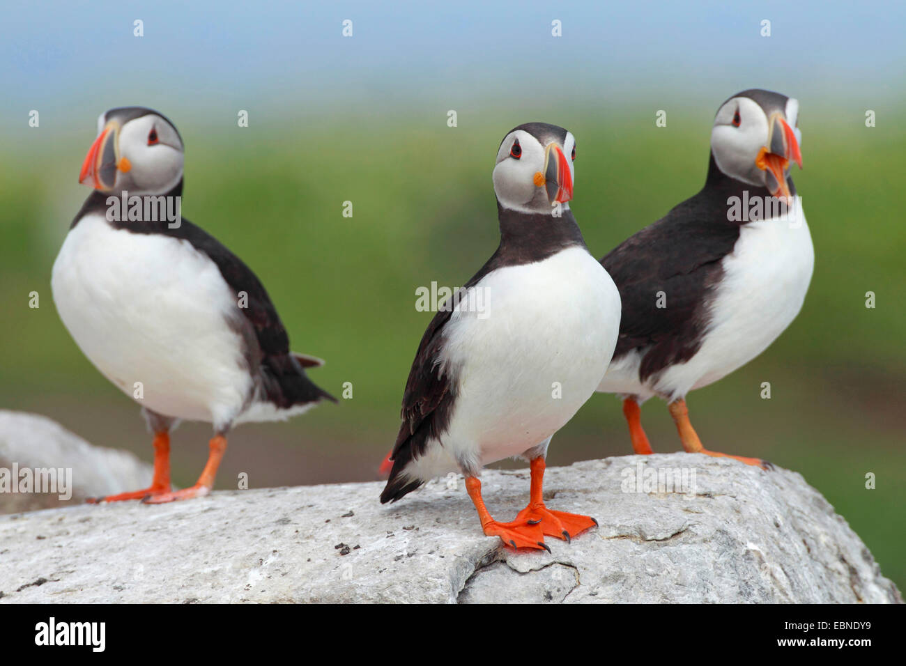 Atlantic puffin, Common puffin (Fratercula arctica), three adult birds ...