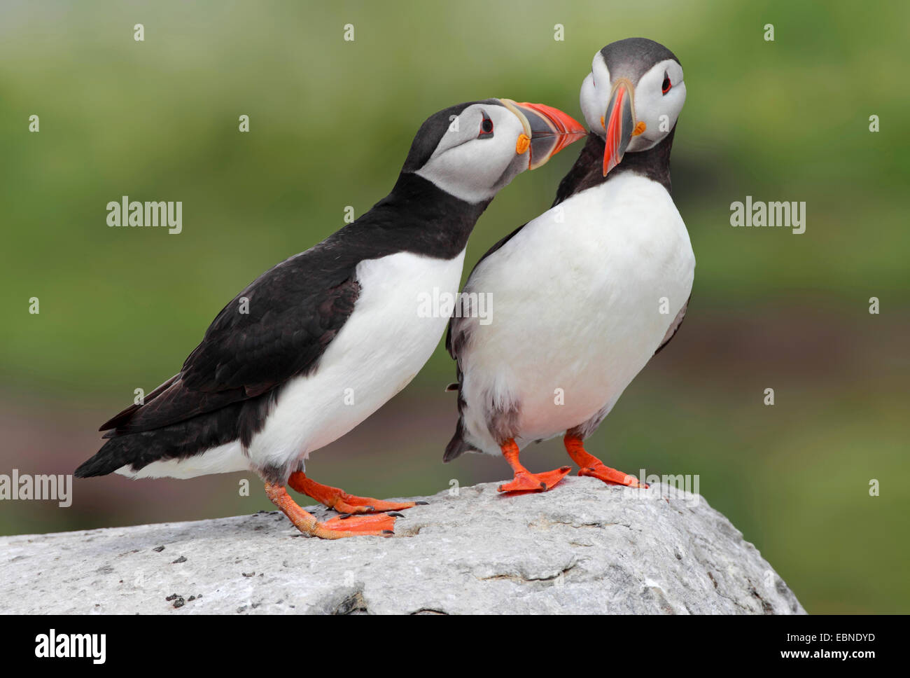 Atlantic puffin, Common puffin (Fratercula arctica), two adult birds ...