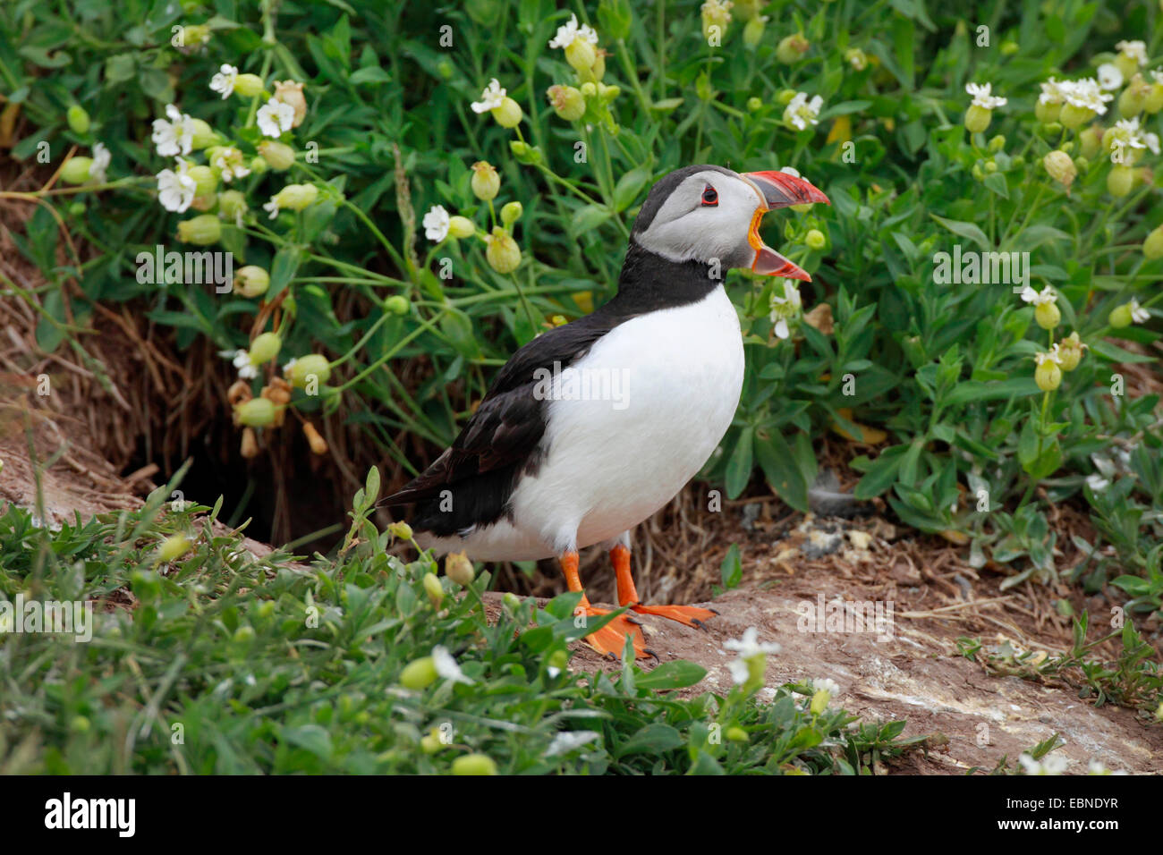 Atlantic puffin, Common puffin (Fratercula arctica), sitting before ...