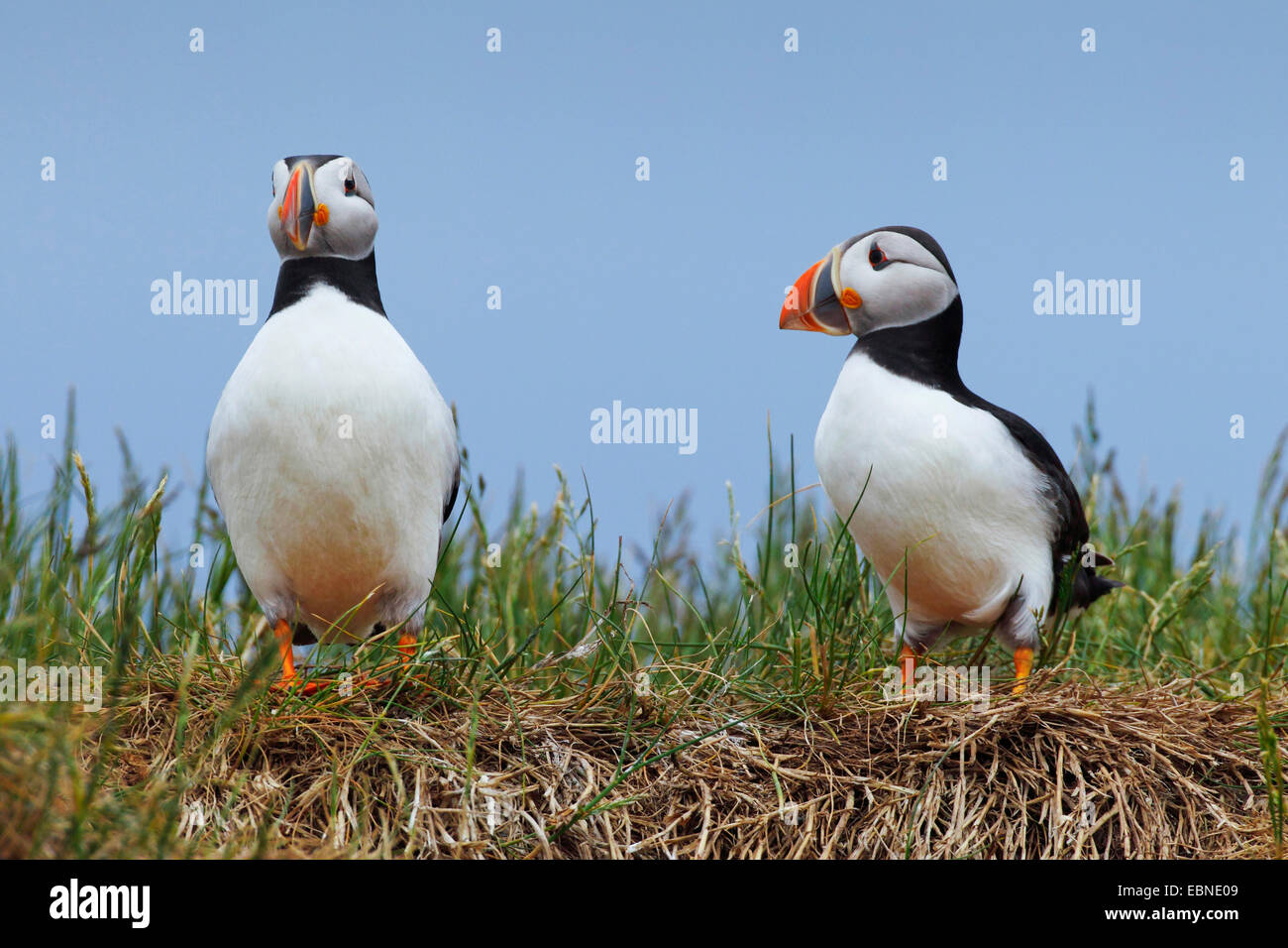 Tossocks hi-res stock photography and images - Alamy