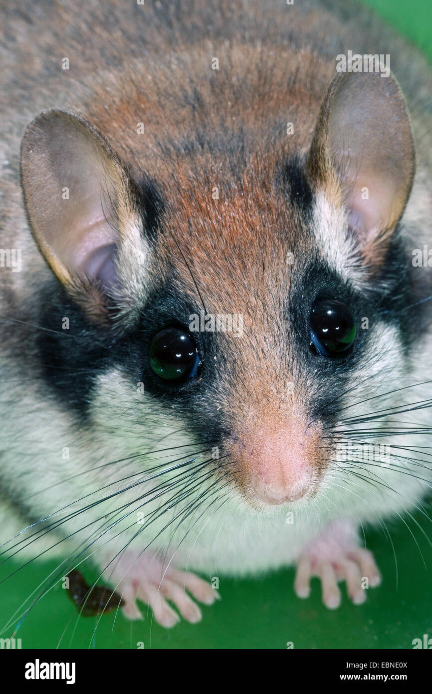 Garden dormouse (Eliomys quercinus), portrait, Germany Stock Photo - Alamy