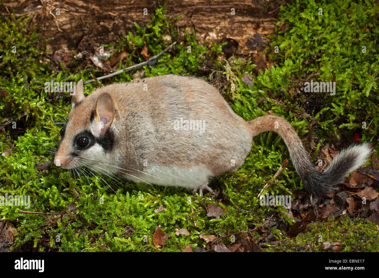 Garden dormouse (Eliomys quercinus), sitting on moss, Germany Stock ...