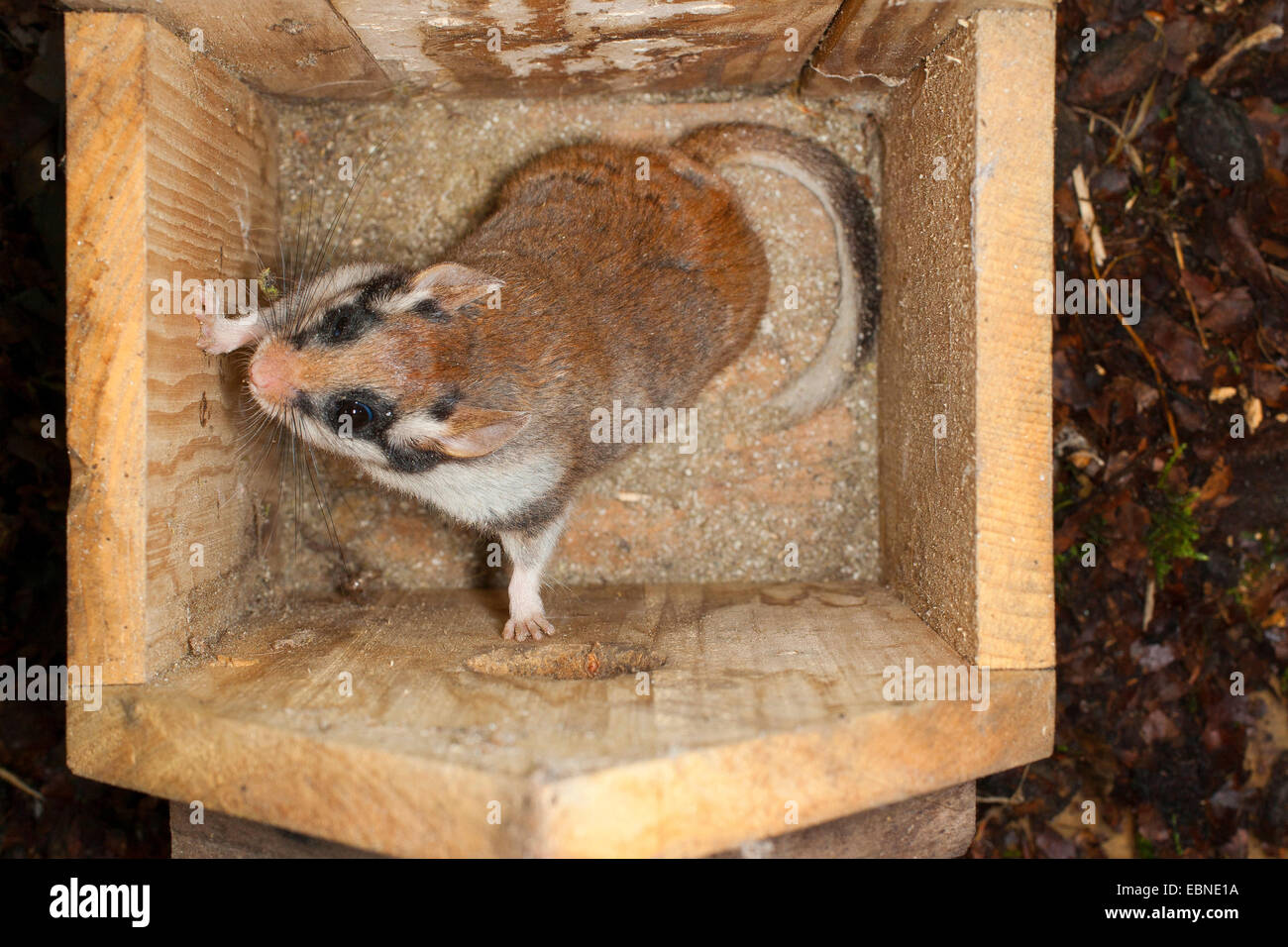 Garden dormouse (Eliomys quercinus), in a nest box, Germany Stock Photo ...