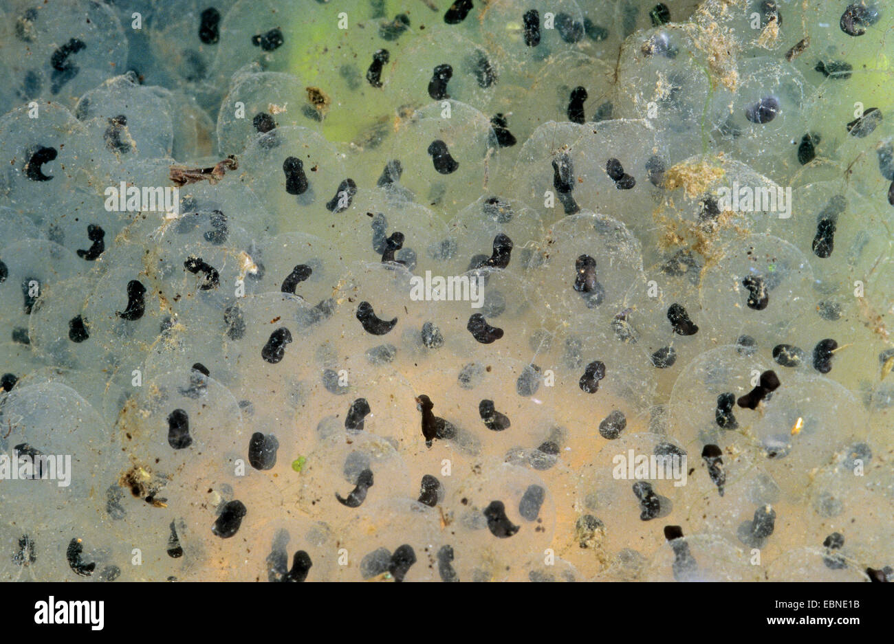 common frog, grass frog (Rana temporaria), spawn, Germany Stock Photo - Alamy