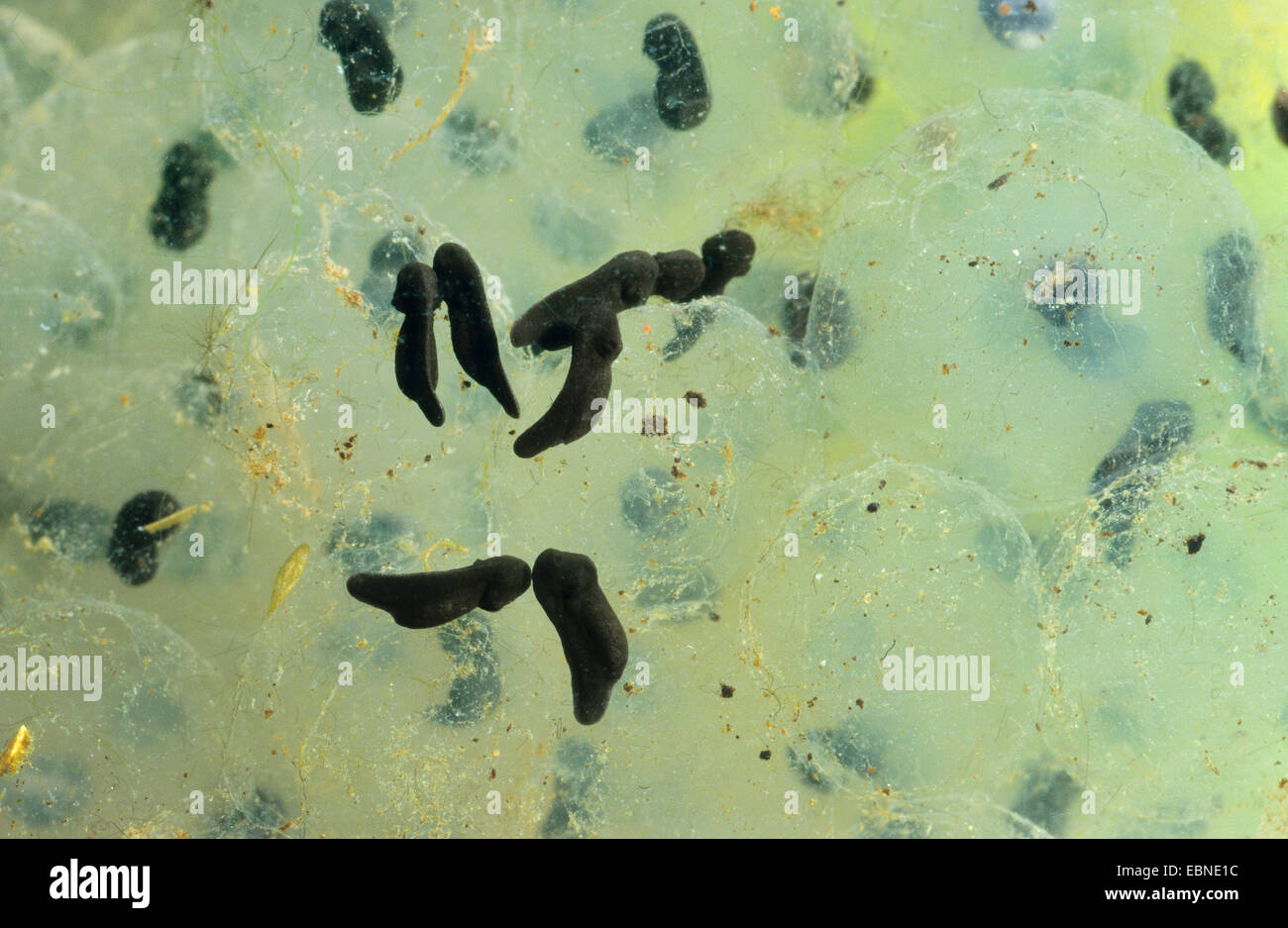 common frog, grass frog (Rana temporaria), spawn and tadpoles, Germany ...