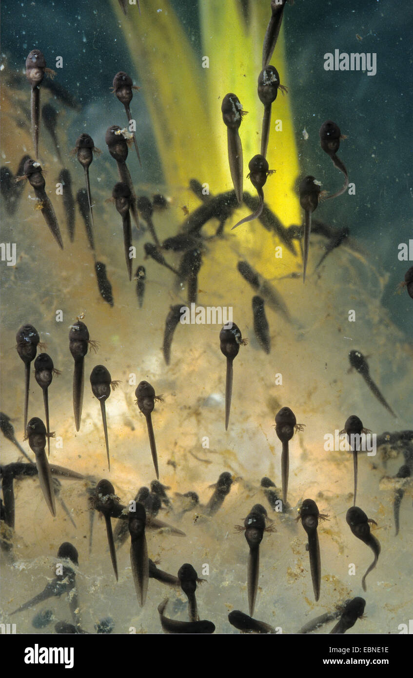 Freshwater tadpoles hi-res stock photography and images - Alamy