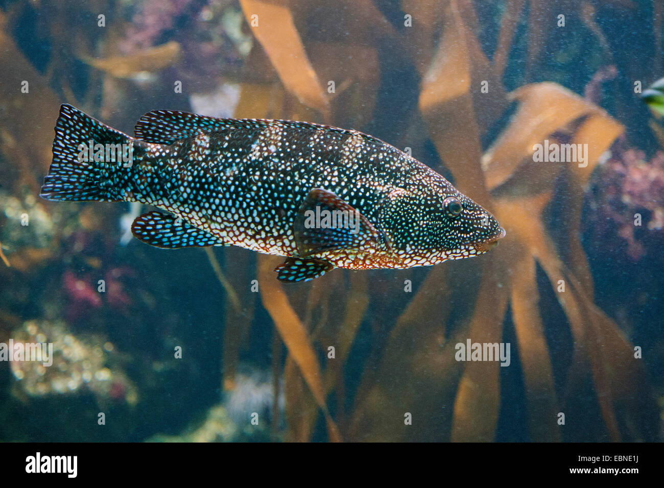 ballan wrasse (Labrus bergylta), swimming Stock Photo - Alamy