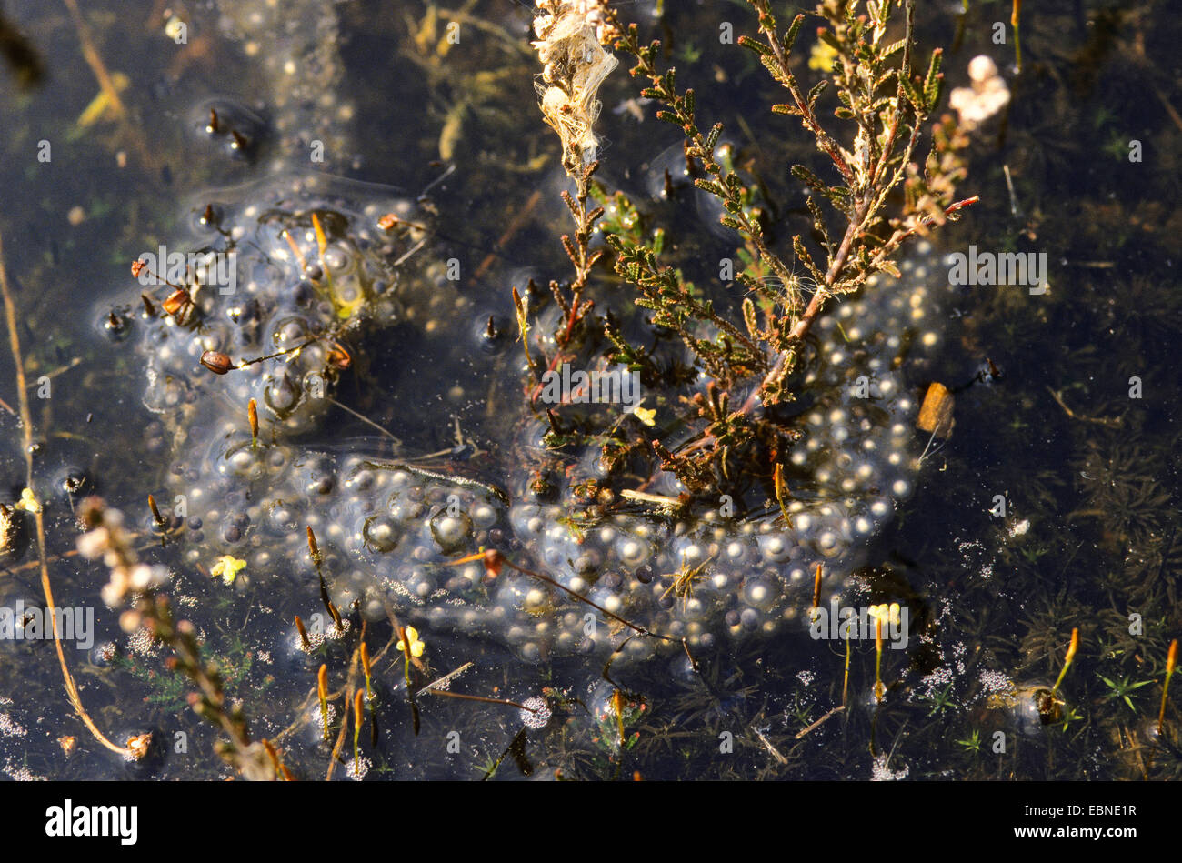Toad spawn in water hi-res stock photography and images - Alamy