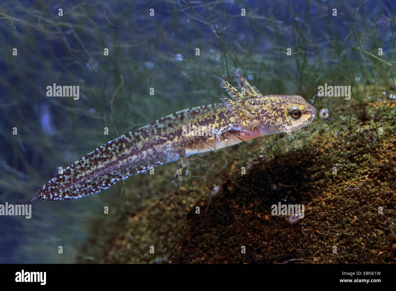 smooth newt (Triturus vulgaris, Lissotriton vulgaris ), larva, Germany ...