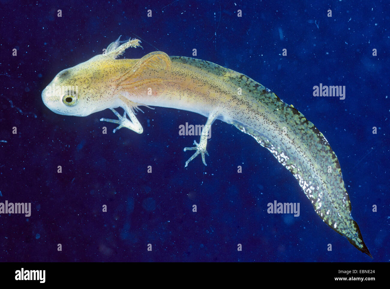 smooth newt (Triturus vulgaris, Lissotriton vulgaris ), larva, Germany ...