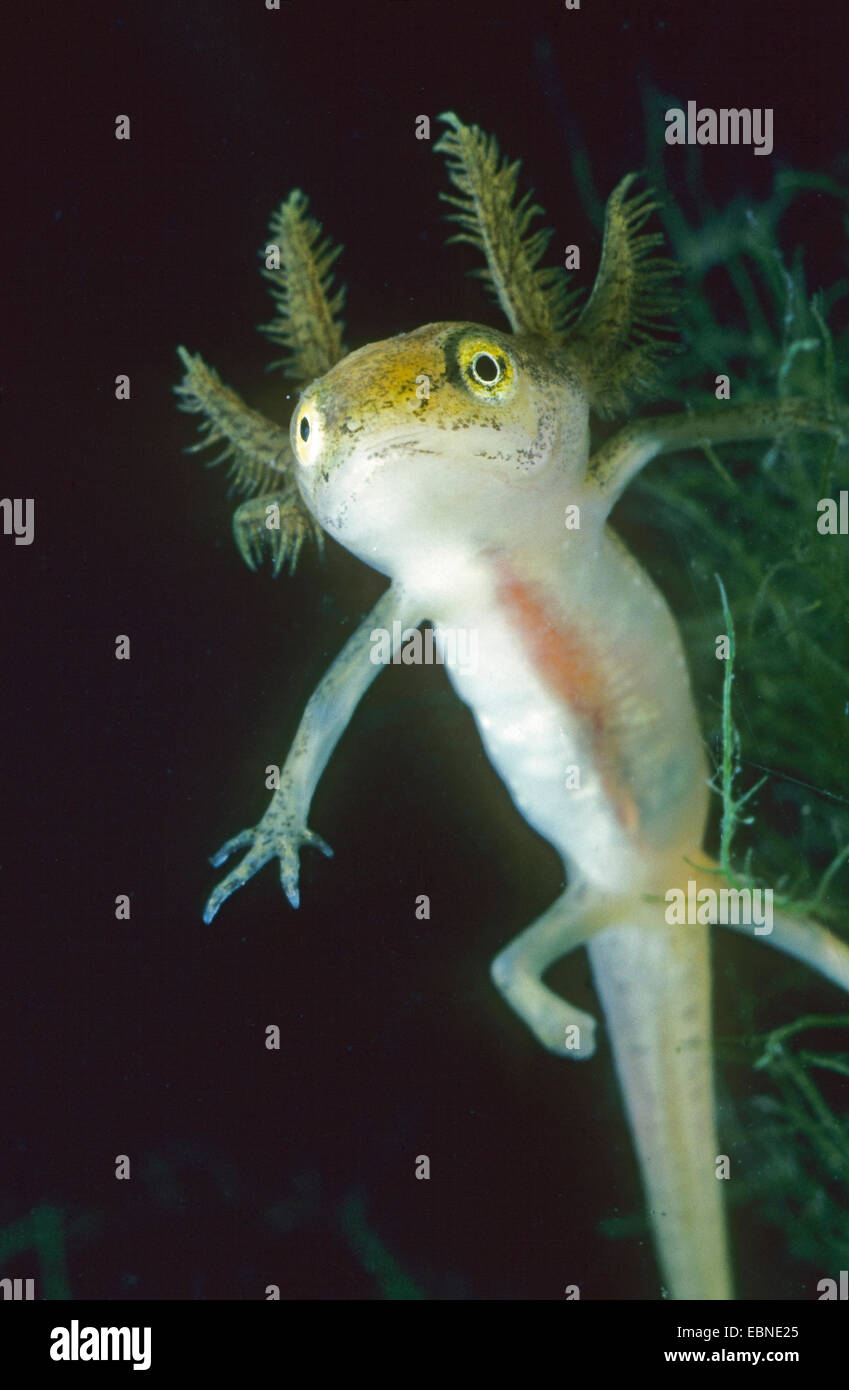 smooth newt (Triturus vulgaris, Lissotriton vulgaris ), larva, Germany ...