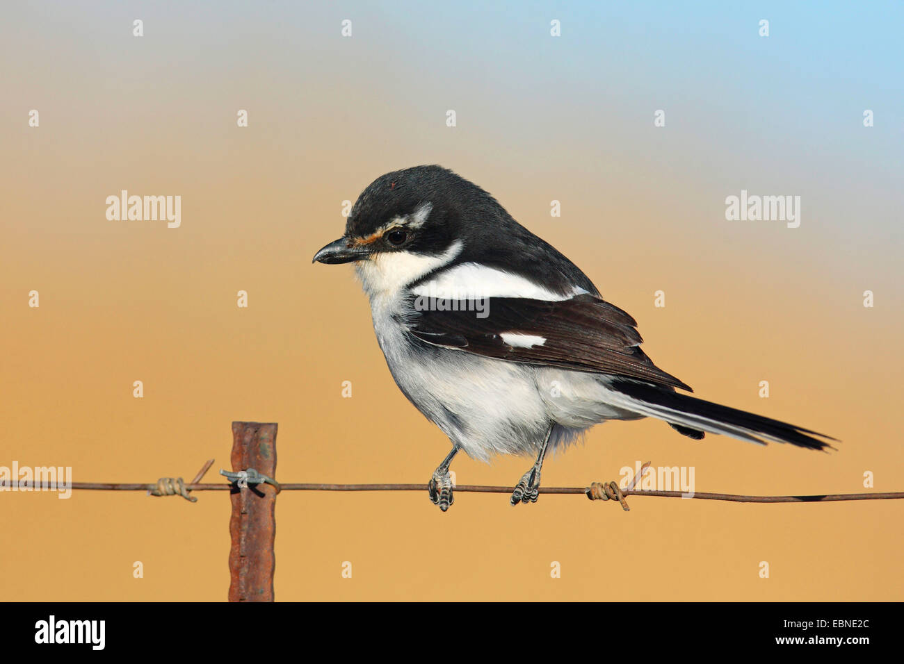 Fiscal shrike lanius collaris hi-res stock photography and images - Alamy
