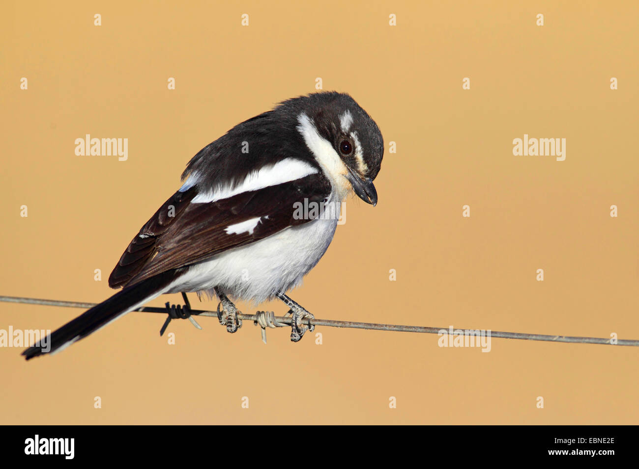 fiscal shrike (Lanius collaris), sitting on a fence, South Africa ...