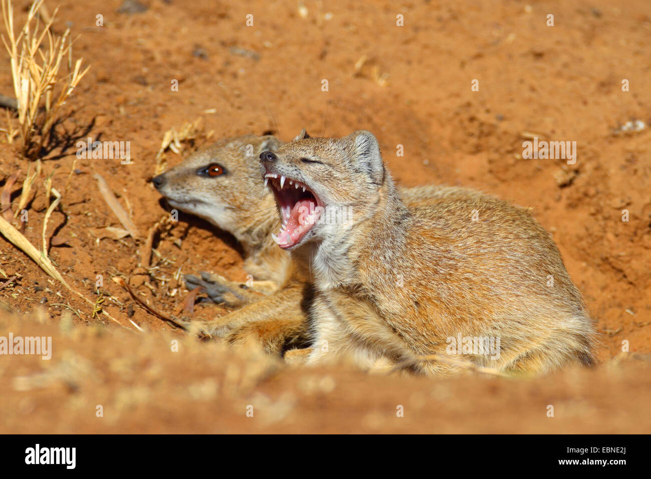 yellow mongoose (Cynictis penicillata), pair is sitting in front of the ...