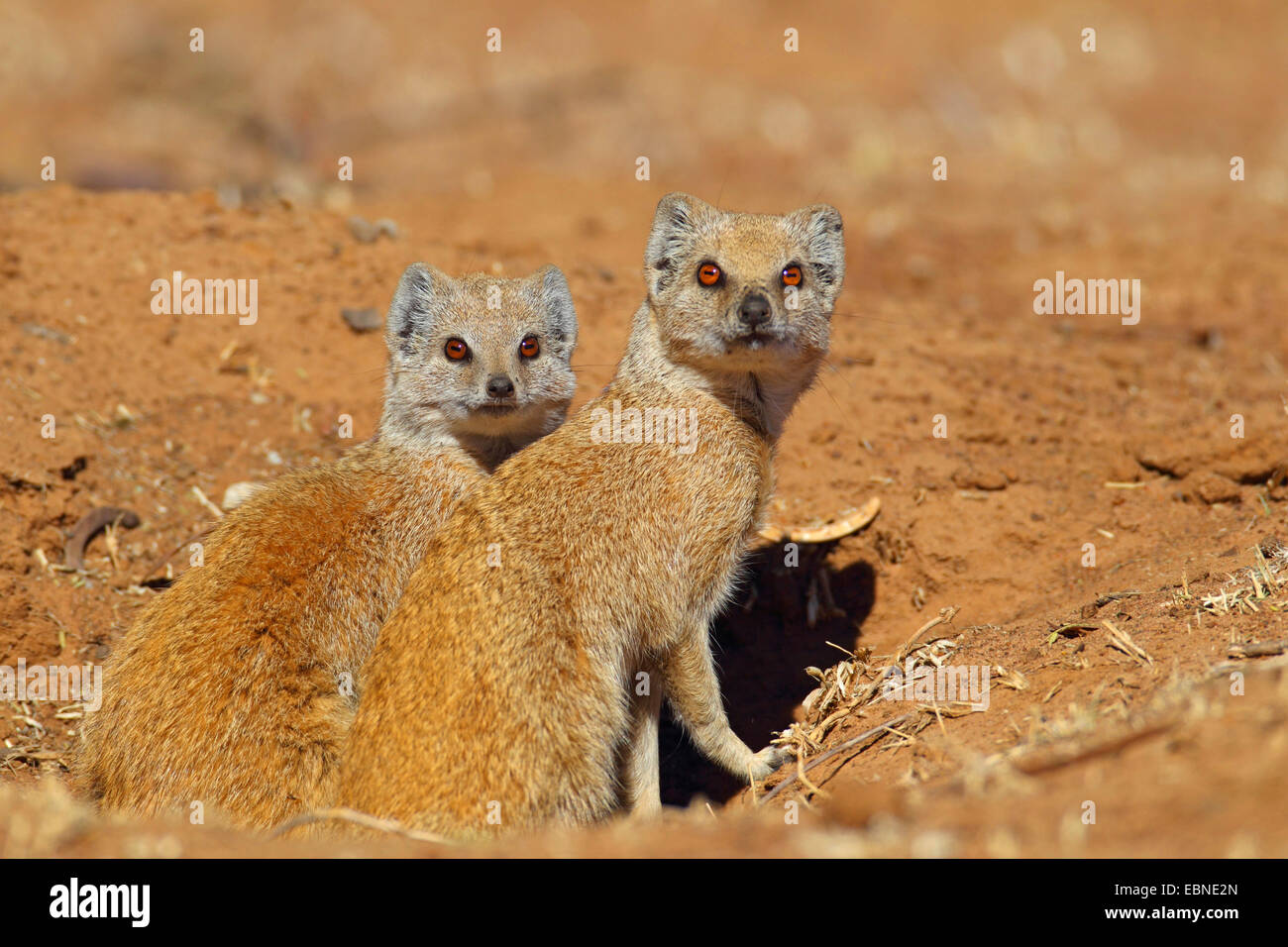 yellow mongoose (Cynictis penicillata), couple sitting in front of the ...