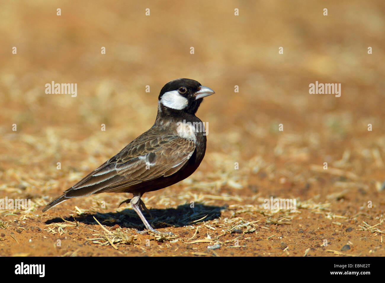 grey-backed sparrow-lark (Eremopterix verticalis), male standing on the ...