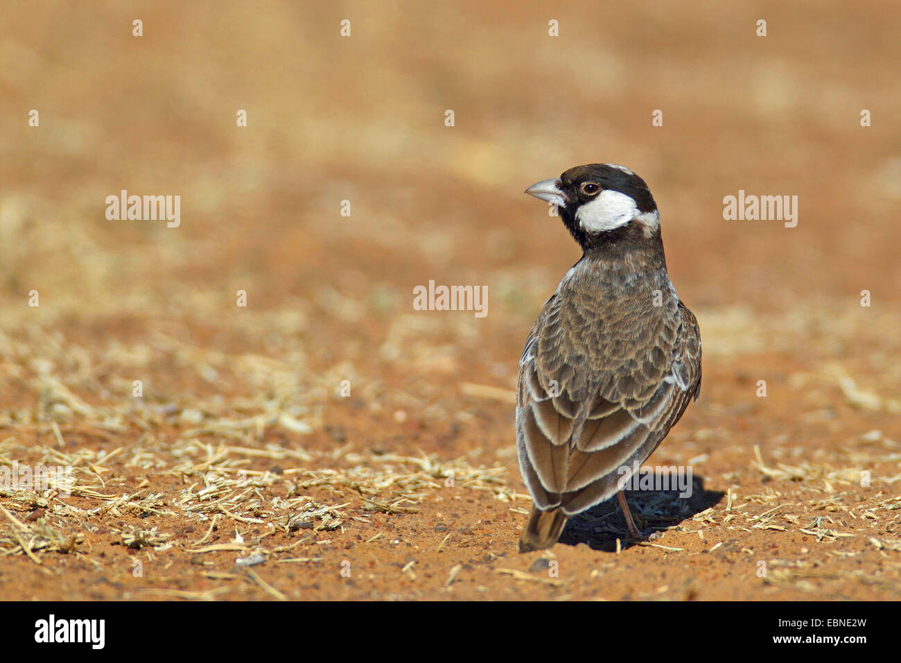 grey-backed sparrow-lark (Eremopterix verticalis), male standing on the ...