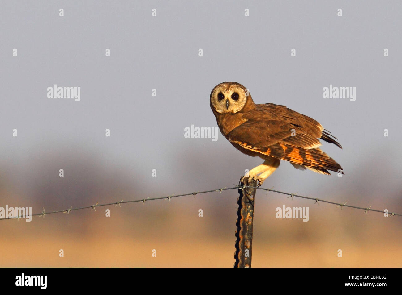 African marsh owl (Asio capensis), sitting on a fencepost, South Africa ...