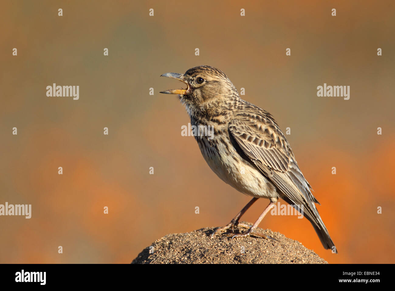 Large-billed Lark, Southern Thick-billed Lark (Galerida magnirostris ...