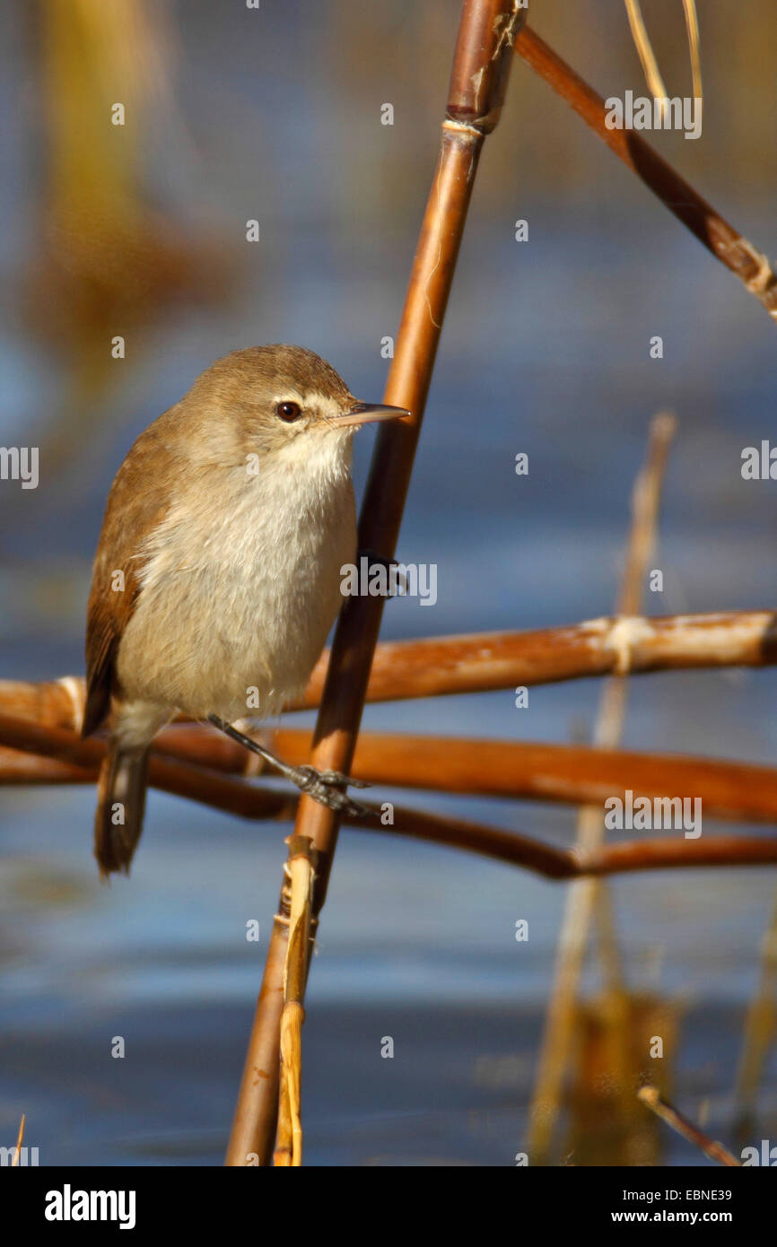 Swamp warbler (Acrocephalus gracilirostris), sitting in the reed, South ...