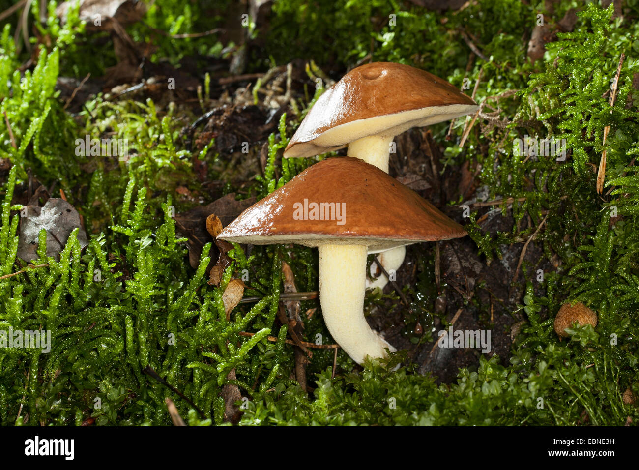 Weeping bolete, Granulated bolete (Suillus granulatus, Suillus ...