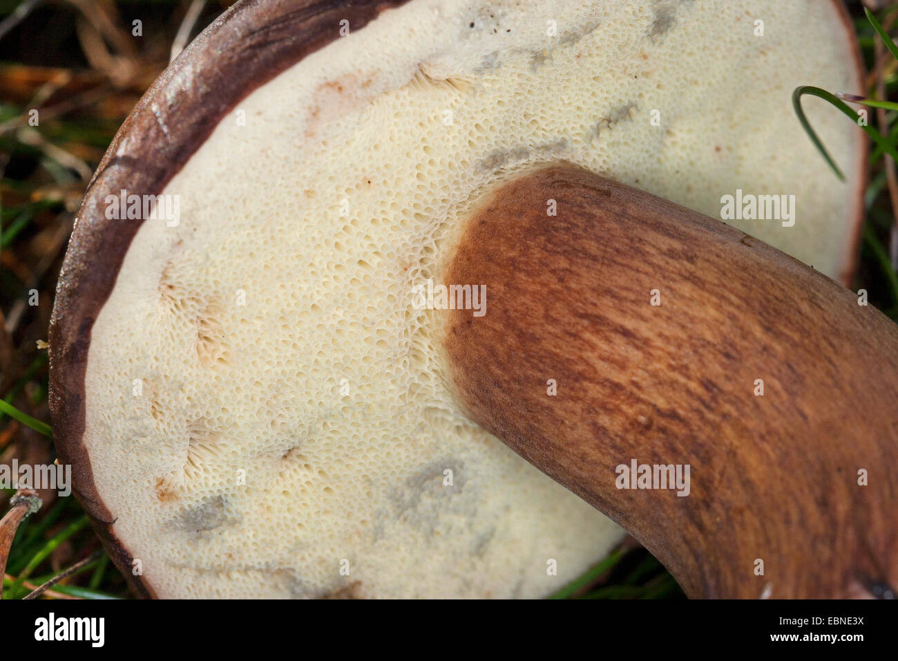 Bay bolete (Boletus badius, Xerocomus badius), underside of the cap and ...