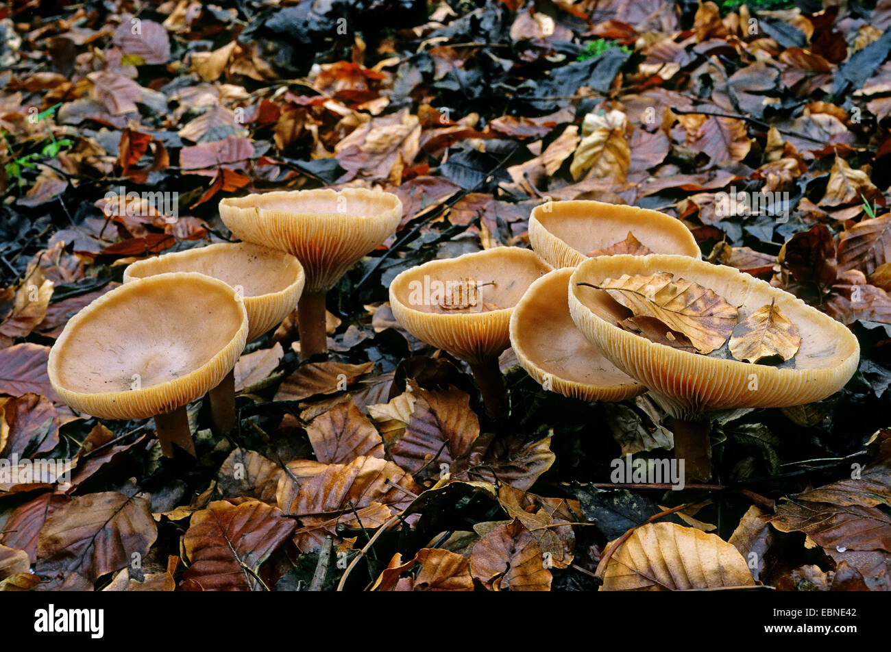 Trooping funnel, Monk's head (Clitocybe geotropa, Clitocybe maxima ...