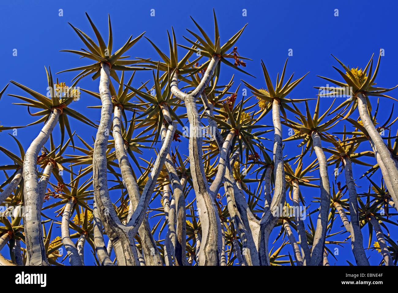 Namibian native plants hi-res stock photography and images - Alamy