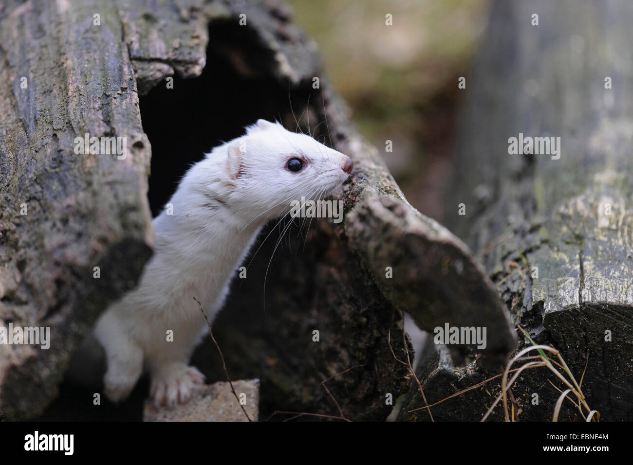 Ermine, Stoat, Short-tailed weasel (Mustela erminea), in winter coat ...