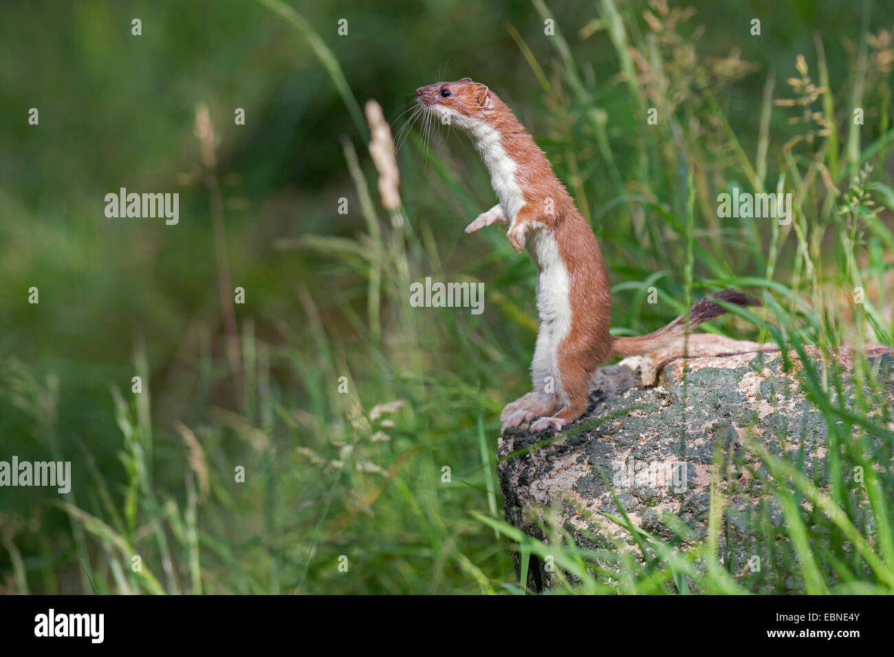 Ermine, Stoat, Short-tailed weasel (Mustela erminea), standing on a ...