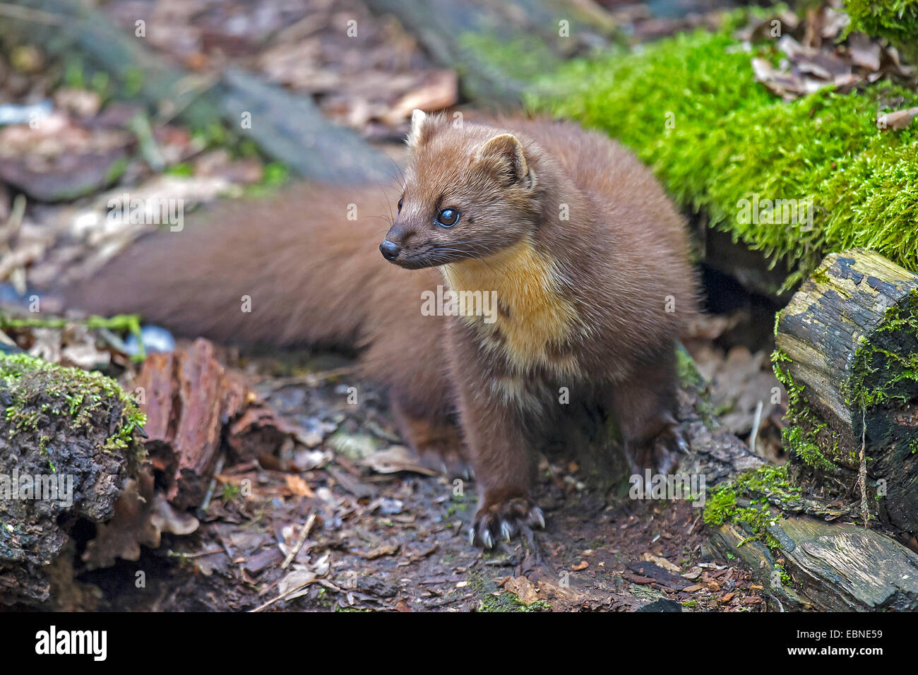 European pine marten (Martes martes), sitting on forest ground, Germany ...
