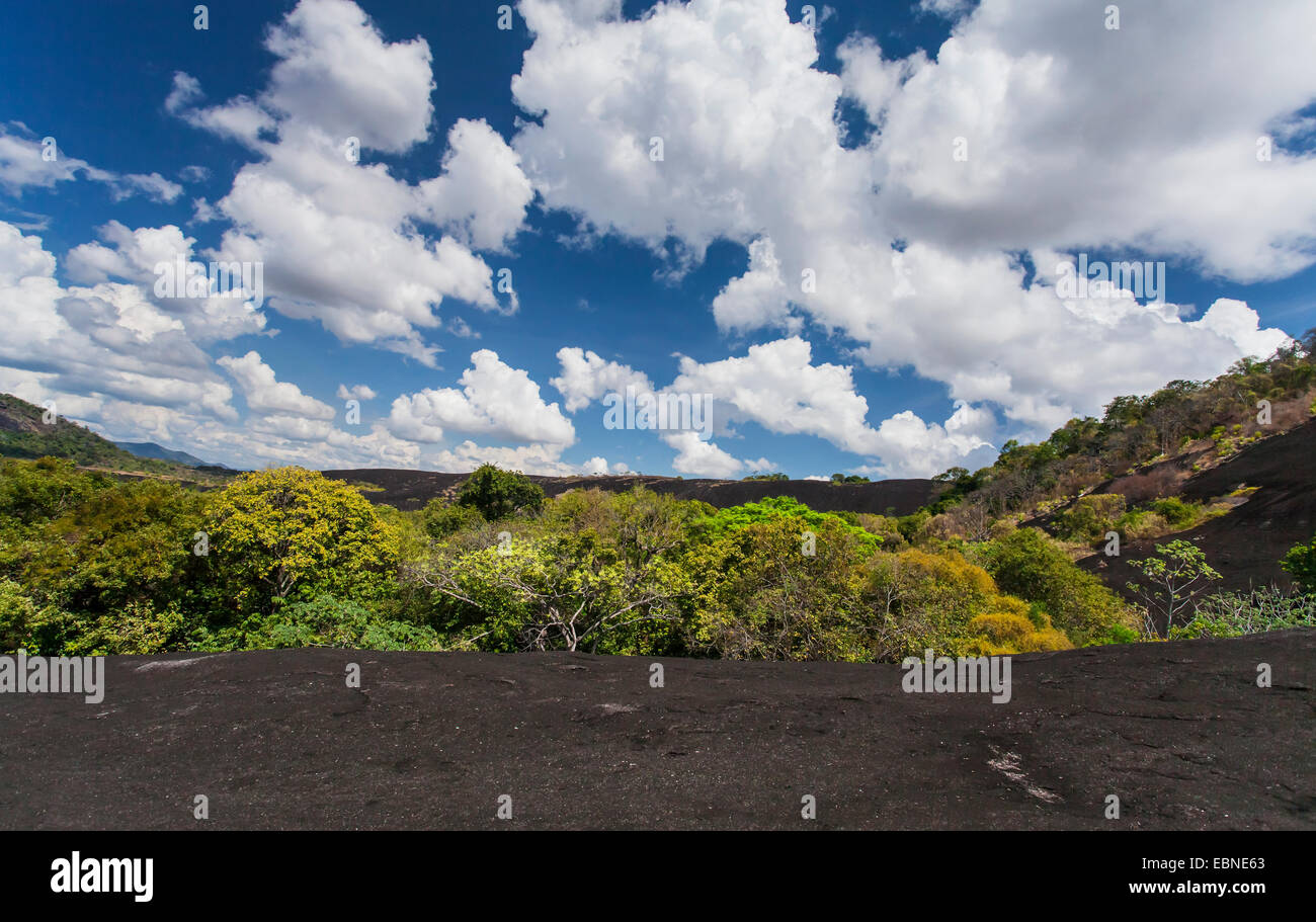 RAINFOREST, south Rupununi, Upper Takutu-Upper Essequibo, Guyana, South ...