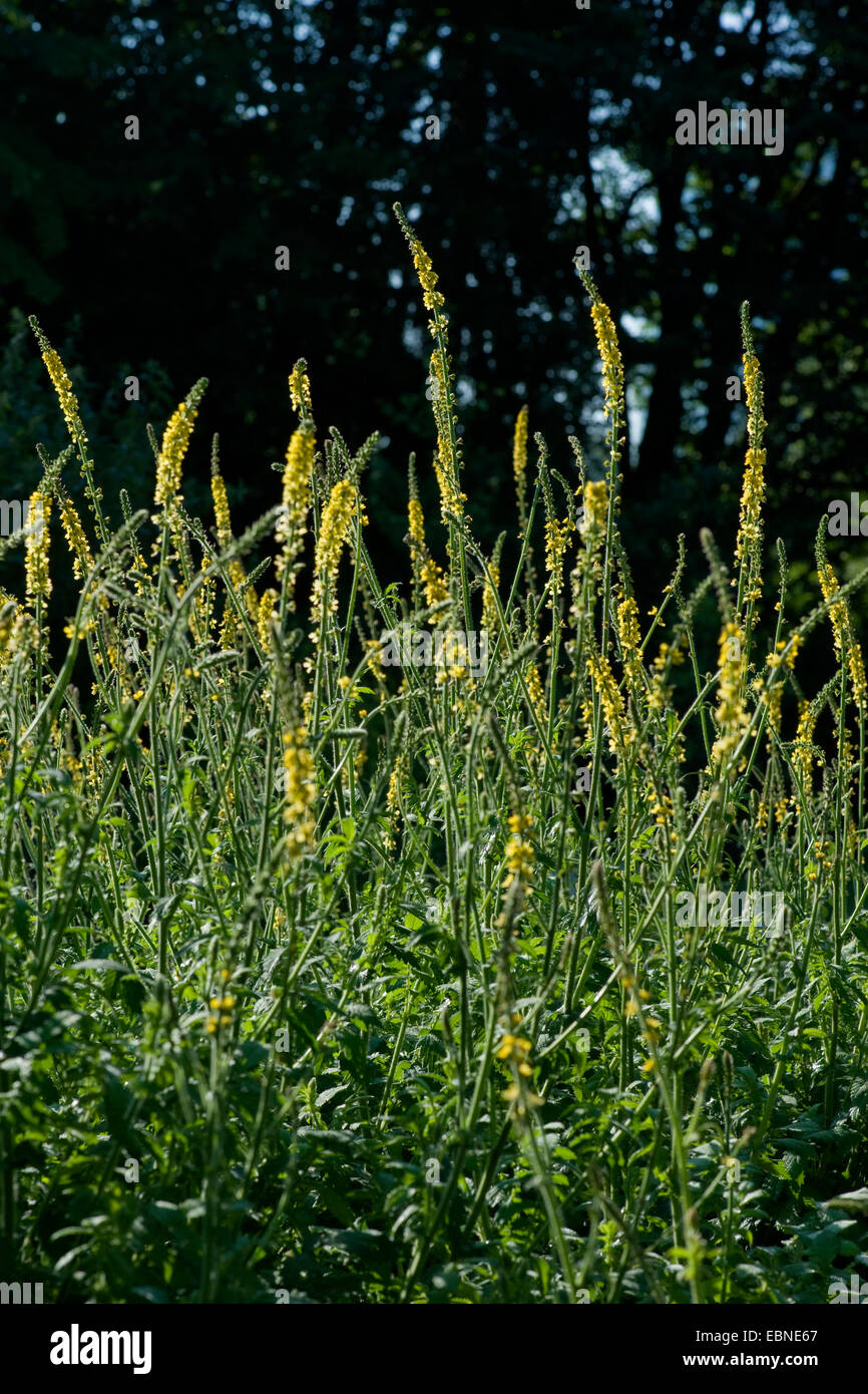European native plants hi-res stock photography and images - Alamy