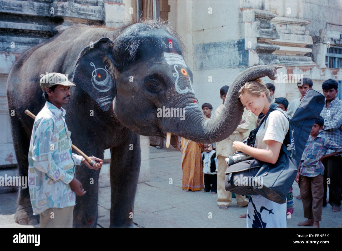 captive decorated elephant in india used to extract money from tourists ...