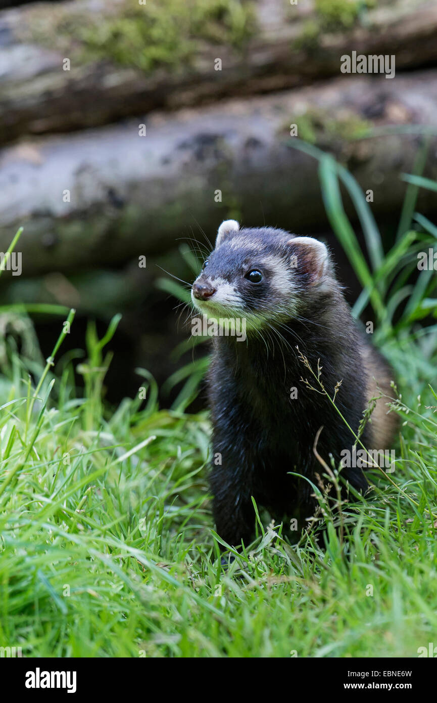 European polecat (Mustela putorius), standing in a meadow watchfully ...