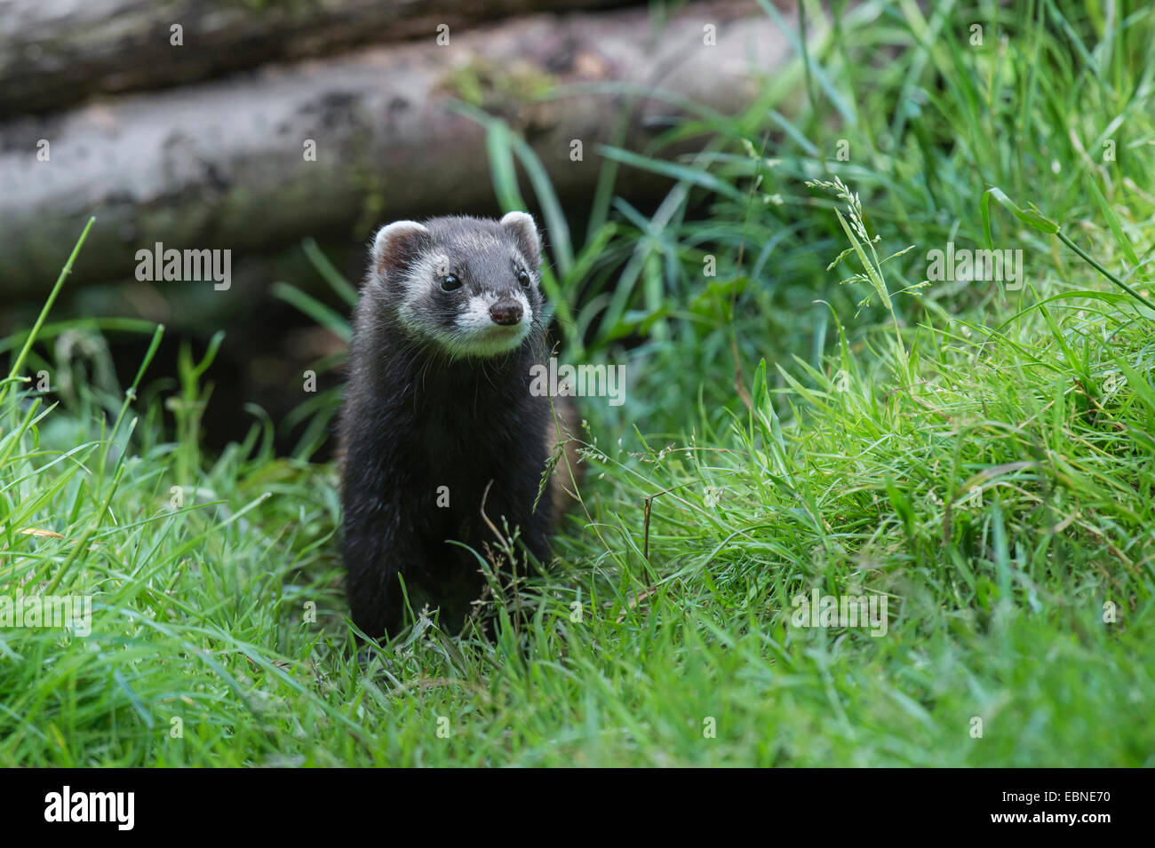 Western Polecat Stock Photos & Western Polecat Stock Images - Alamy