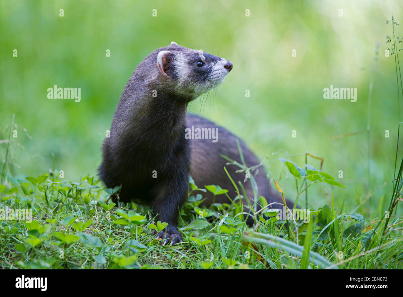 European polecat (Mustela putorius), standing in a meadow , Germany ...