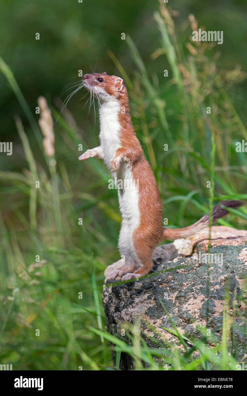 ermine, stoat (Mustela erminea), standing on a stone securing, Germany ...