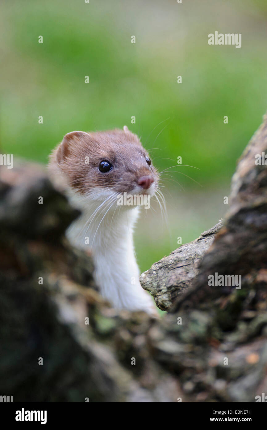 Ermine, Stoat, Short-tailed weasel (Mustela erminea), portrait at root ...