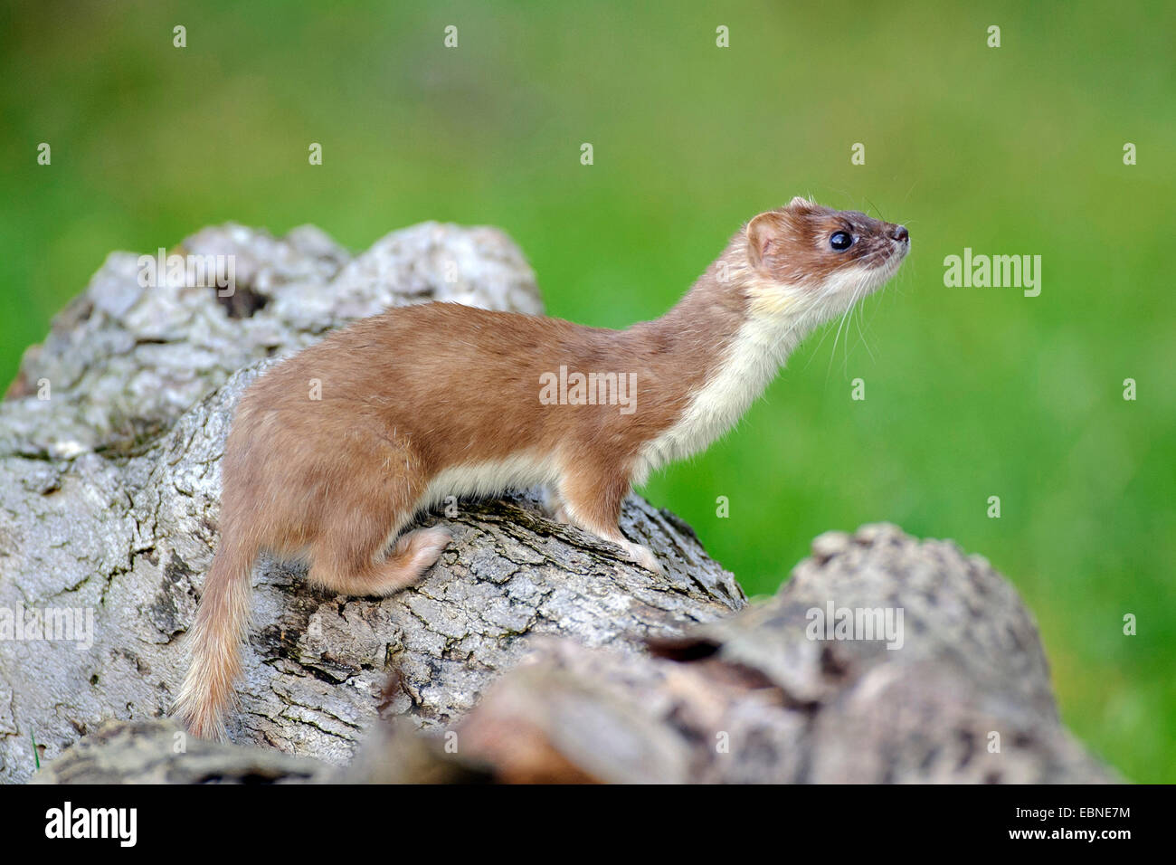Ermine, Stoat, Short-tailed weasel (Mustela erminea), on a log, Germany ...