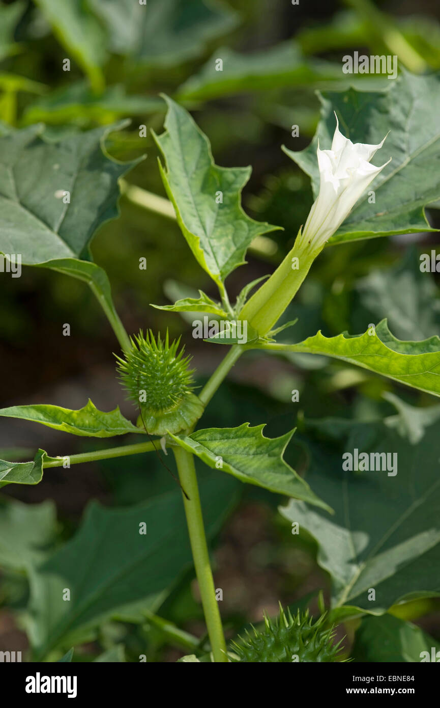 stramonium, jimsonweed, thornapple, jimson weed (Datura stramonium ...