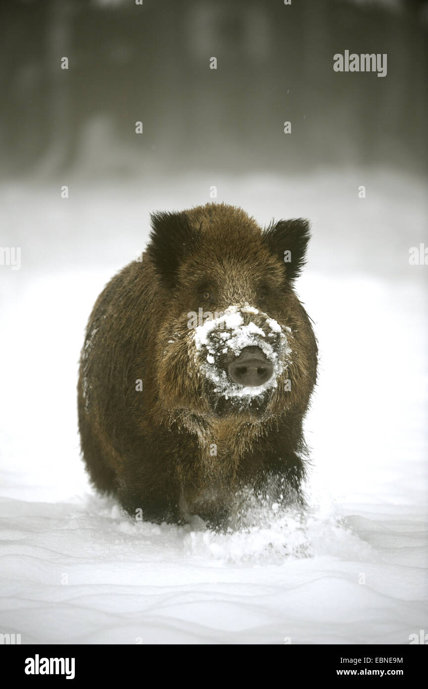 Male wild boar in snow hi-res stock photography and images - Alamy